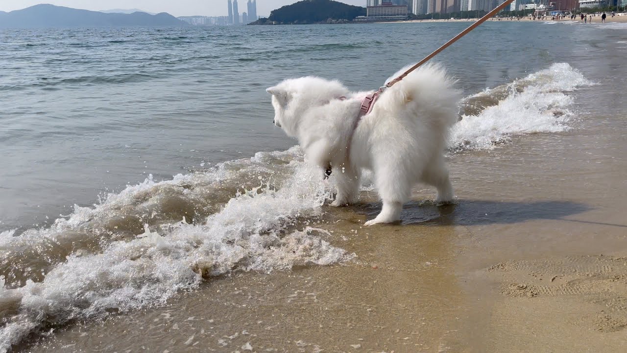 My dog is addicted to salt water in the ocean - YouTube
