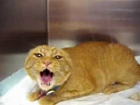 A very unhappy kitty (Screaming Cat) - YouTube