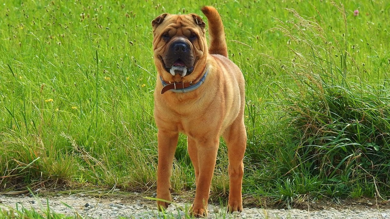 The Fascinating History and Origins of the Bloodhound Breed - YouTube