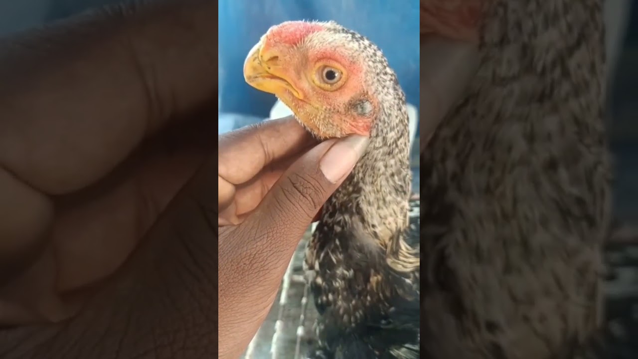 asil ️ ️ - YouTube