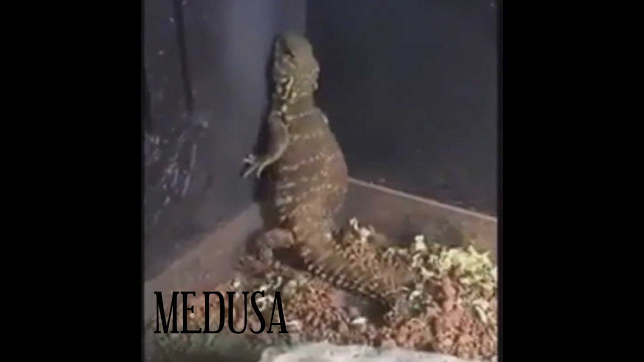 REPTIL BAILANDO REGGAETON - YouTube