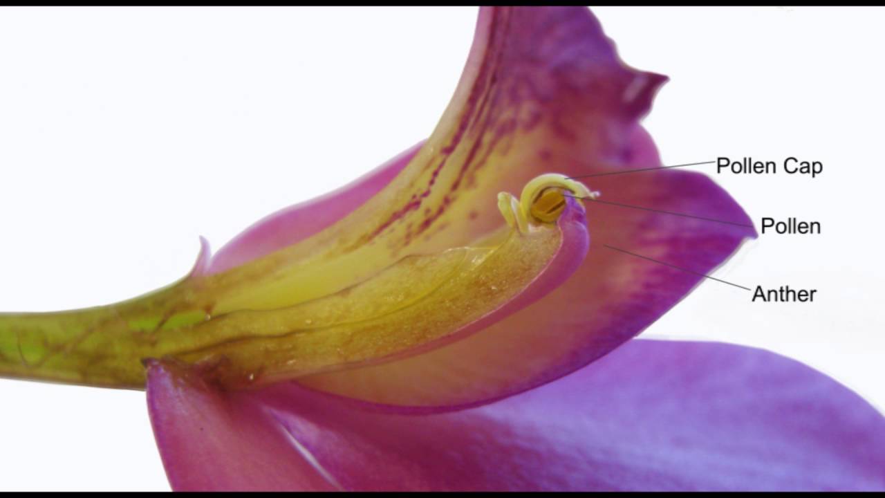 Growing Tips Pollinating Orchids - YouTube