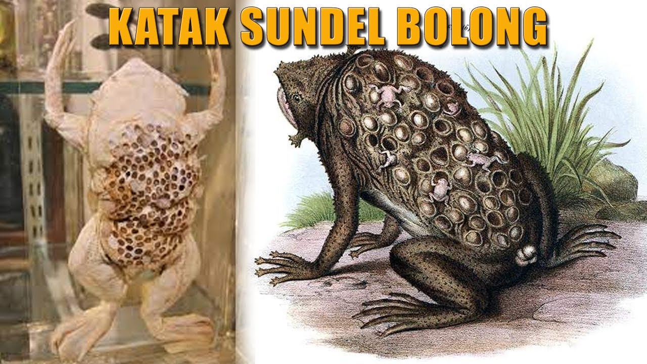 Menyeramkan..!!! Hewan Beranak Dalam Punggung (Katak Suriname) - YouTube