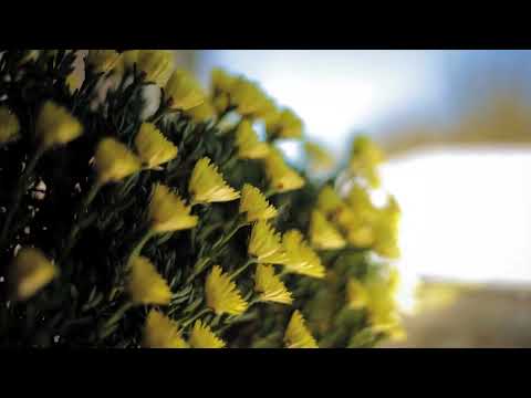 Yewllo flower 🌹🌹/ الحمد للهَ‎🥀 /