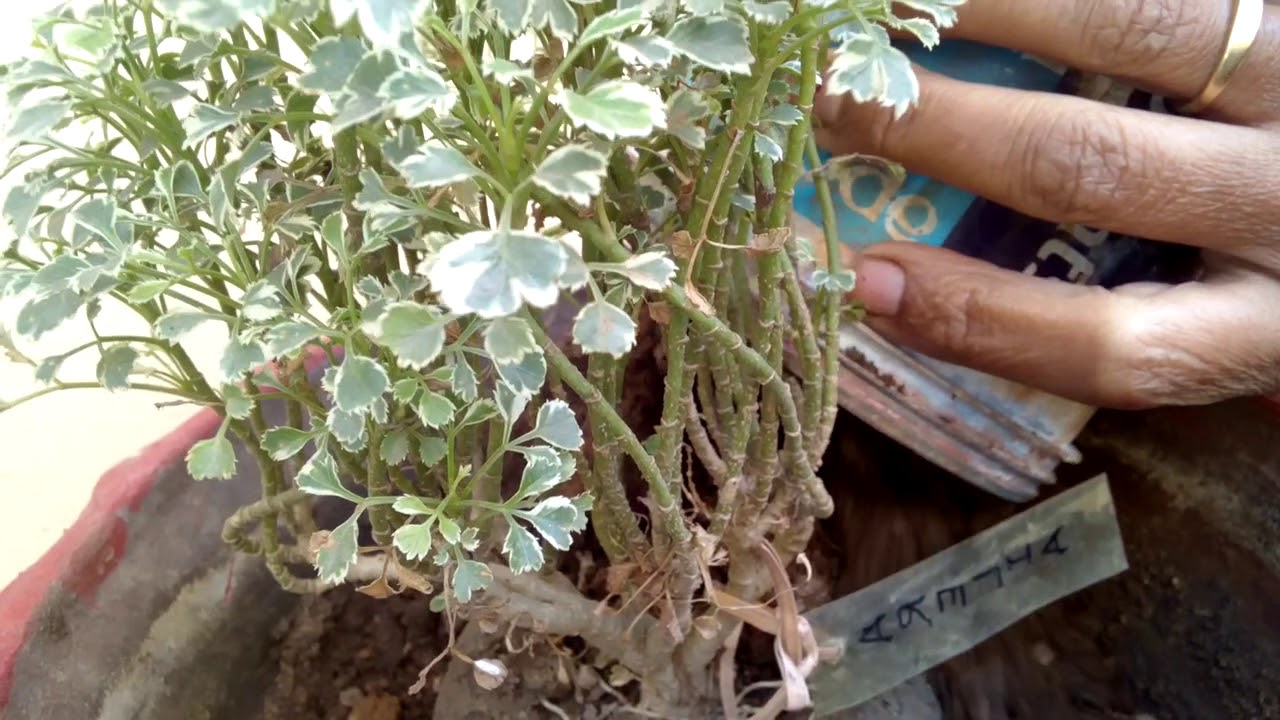 TIPS: To Grow Ornamental Arelia plant // अरेलिया के खूबसूरत पौधे - YouTube