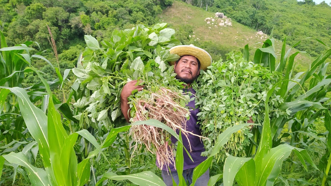 🌱 beneficios de tener así la milpa 🤔🍉🌽🌶️🍅🍈 - YouTube