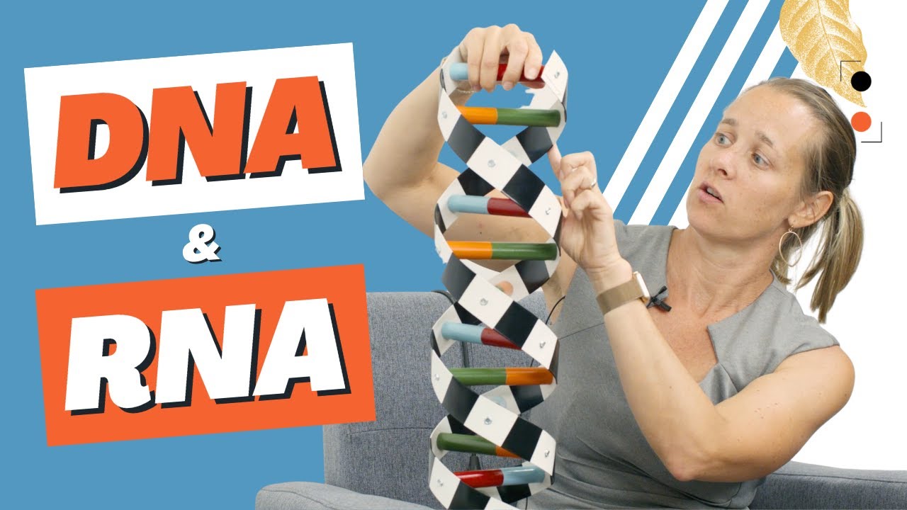 DNA and RNA - YouTube