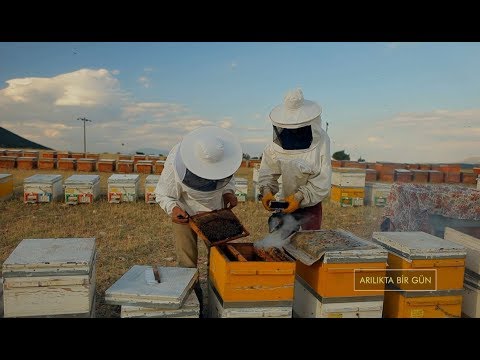 Belgesel Kuşağı - Arılıkta Bir Gün \