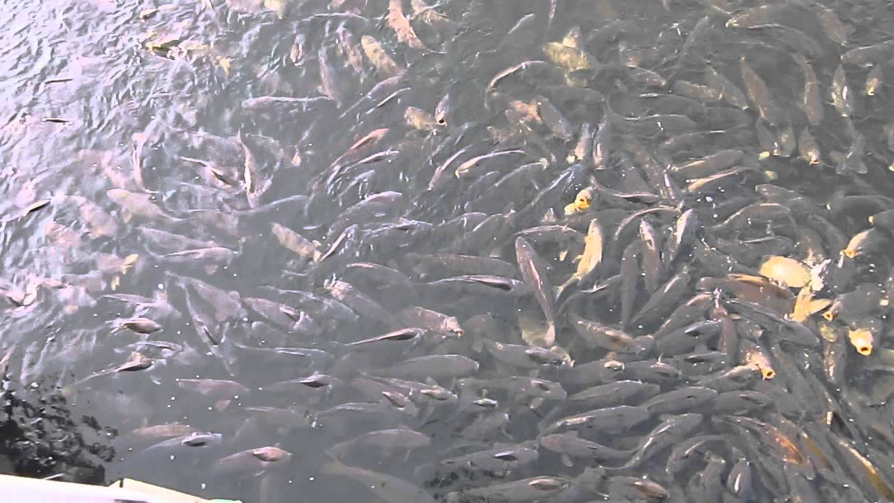 Amazing Fish In Natural Habitat - YouTube