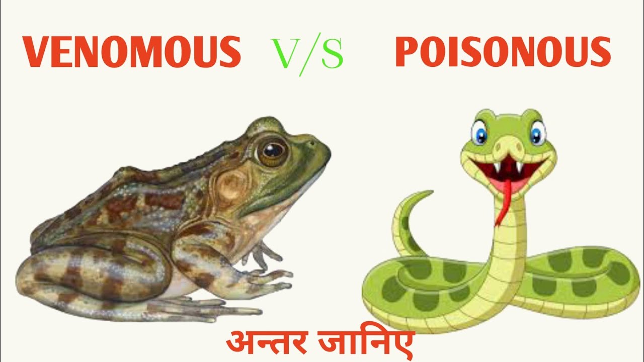 Poison Vs. Venom: What’s The Difference? – ARXVJ