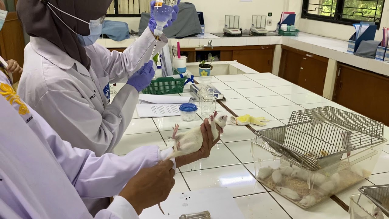 Drug Administration: Intraperitoneal injection on Rat - YouTube