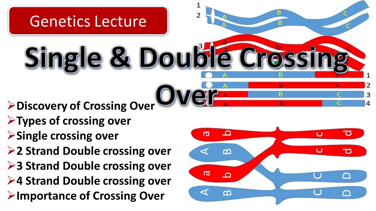 Genetics Lecture 12 Single And Double Crossing Over Bangla With Genetics Lecture 12 Single And Double Crossing Over Bangla With