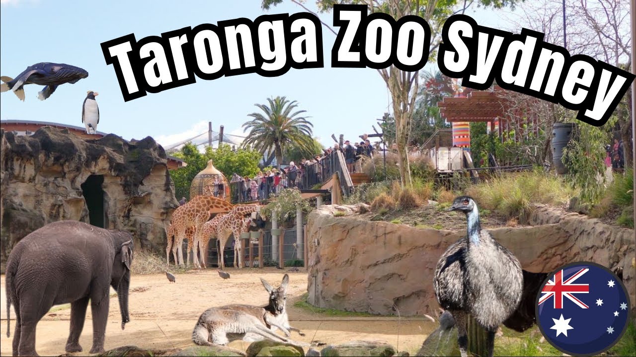 FULL GUIDE Taronga Zoo Sydney Australia Tour - YouTube