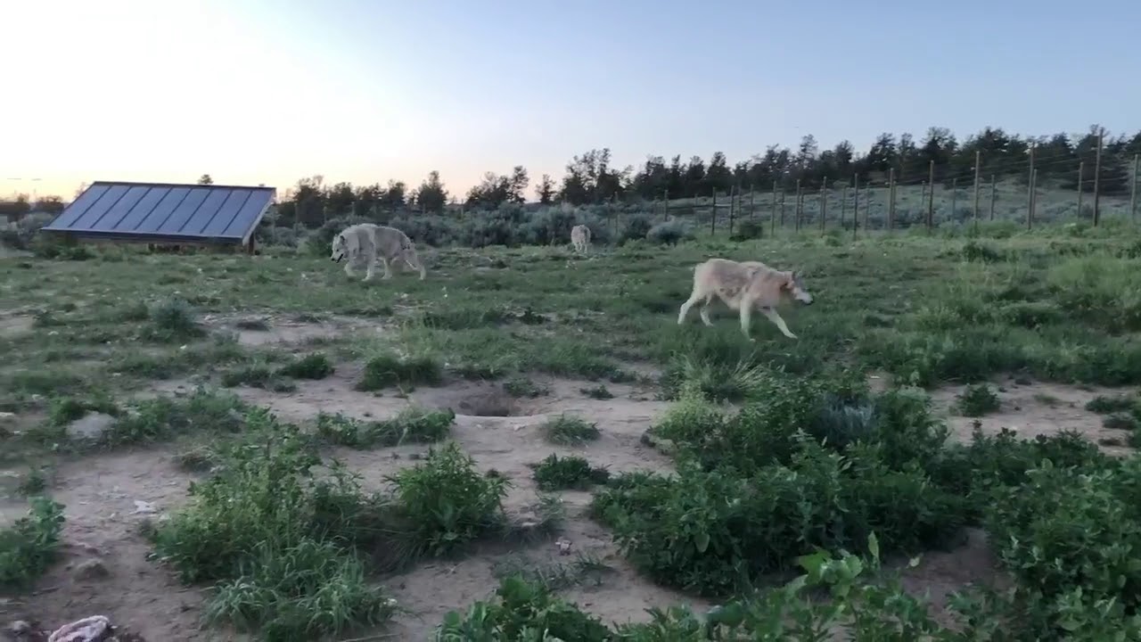 Montana wolves wander enclosure - YouTube