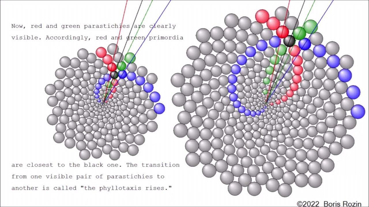 Video 3: A dynamic model of the development of spiral phyllotaxis - YouTube