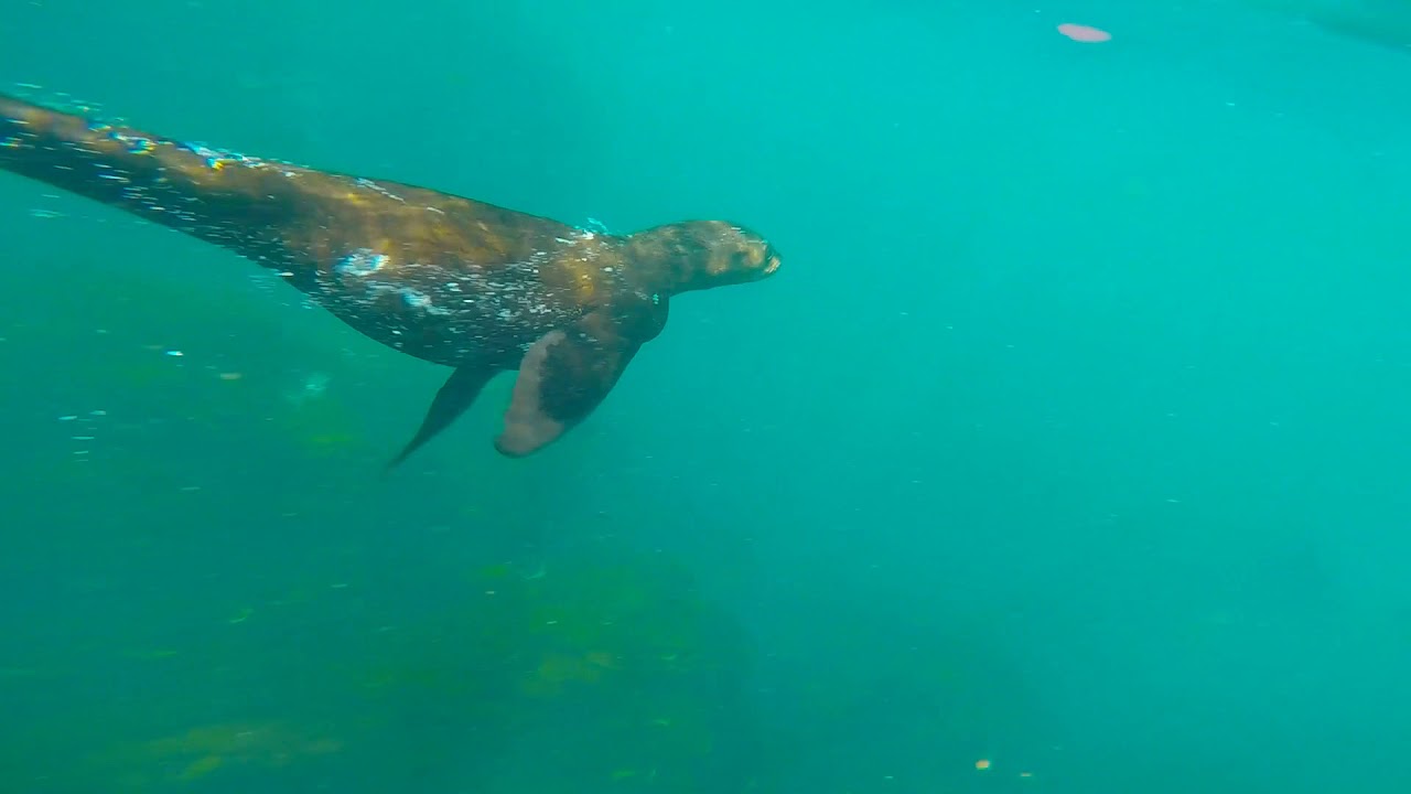 Seal snorkeling - Mergulho com focas em Cape Town - YouTube
