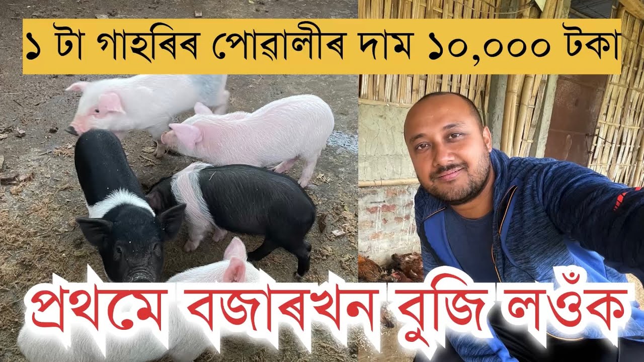 গাহৰি পোৱালীৰ দাম ১০,০০০ টকা Market concept of Pig farm ॥ Pig farm in ...