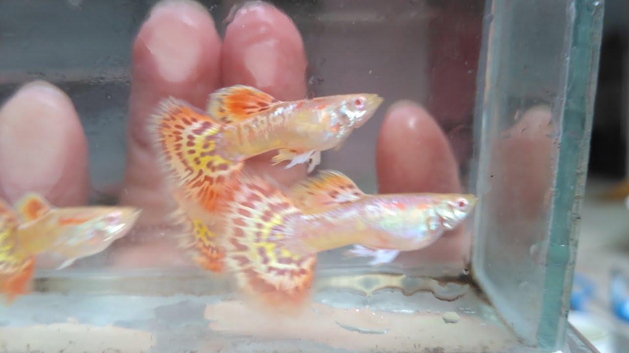 GUPPY CONTEST / KONTES GUPPY YOGYAKARTA 5 NOVEMBER 2017 - YouTube