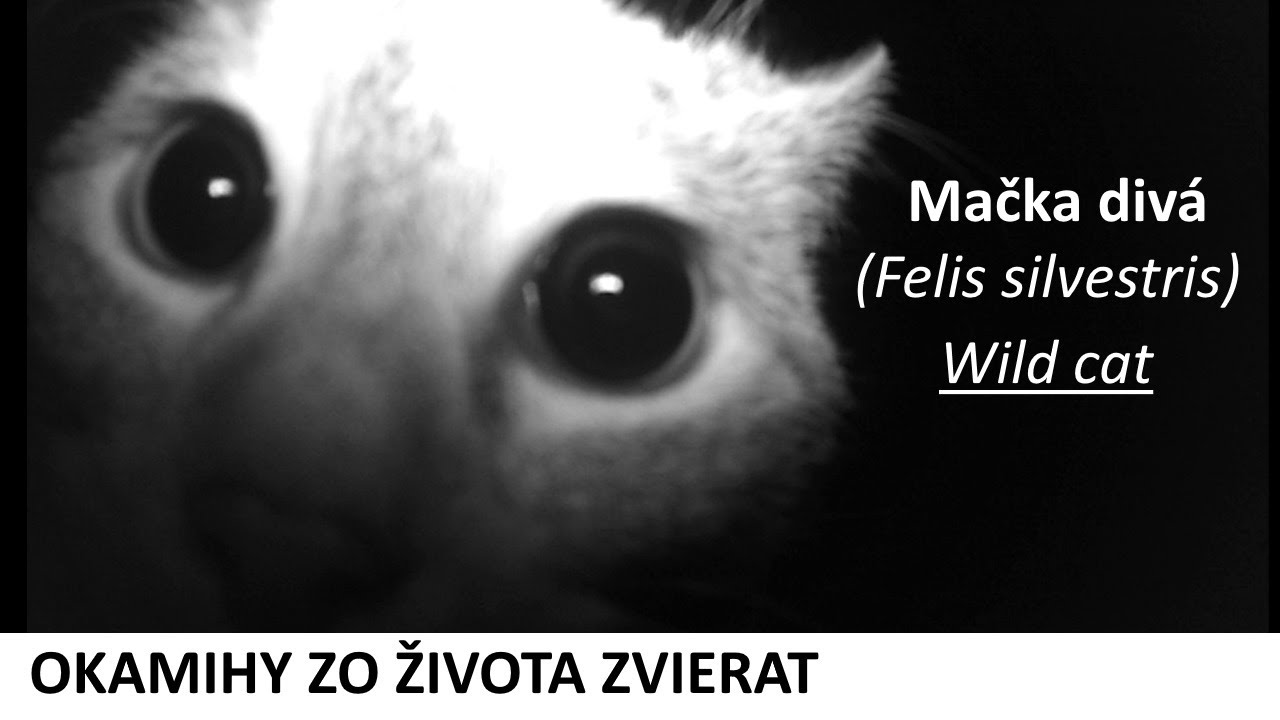 Macka Diva (Felis silvestris) Wild cat - YouTube