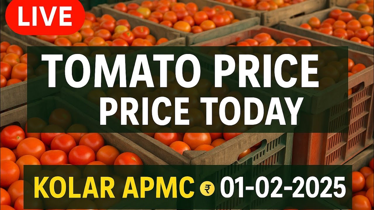 Live : Tamota Price Today Karnataka | Kolara Apmc Market 🍅🍅🍅#tamota ...