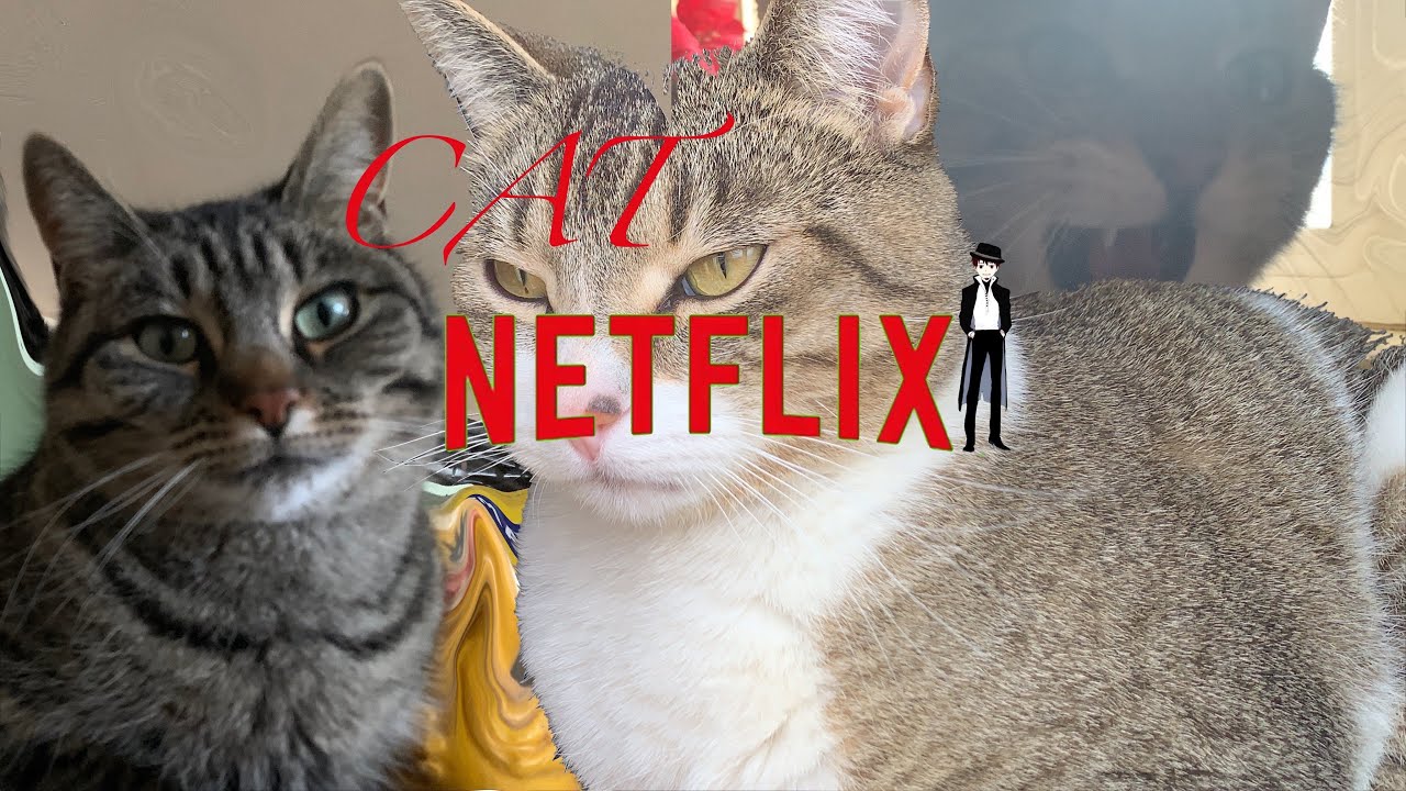 Netflix's YOU - Funny Cat Parody - YouTube