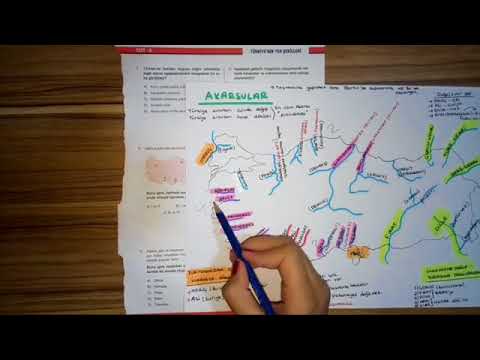 Delta Ovaları-instagram videoları