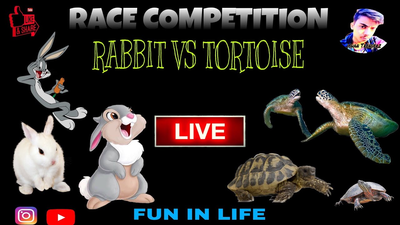 Race Competition - Rabbit Vs Tortoise - YouTube