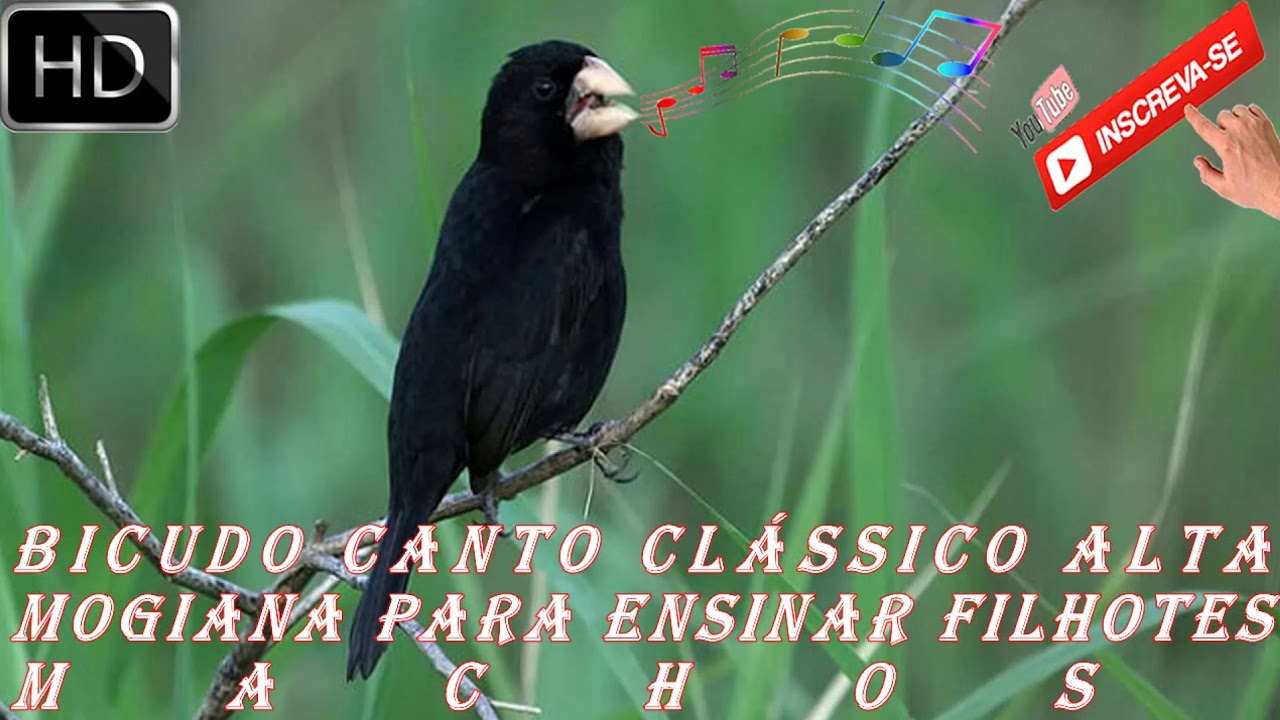 Bicudo Canto Clássico Alta Mogiana Para Ensinar Filhote Macho - YouTube