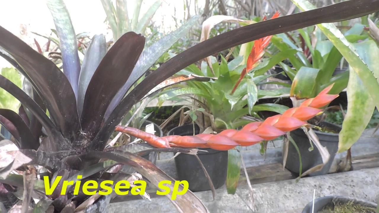 Morfologia da Familia Bromeliaceae VI - Complemento sobre ...