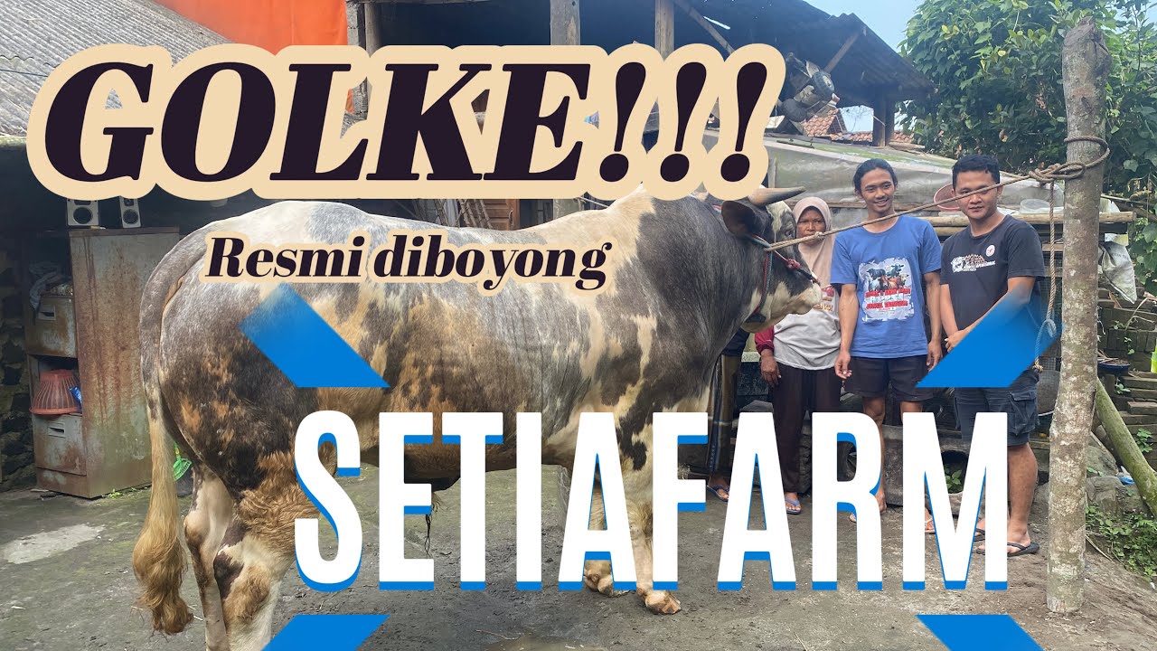 GOLKE!!! resmi pindah kandang SETIAFARM🥰🥰 - YouTube