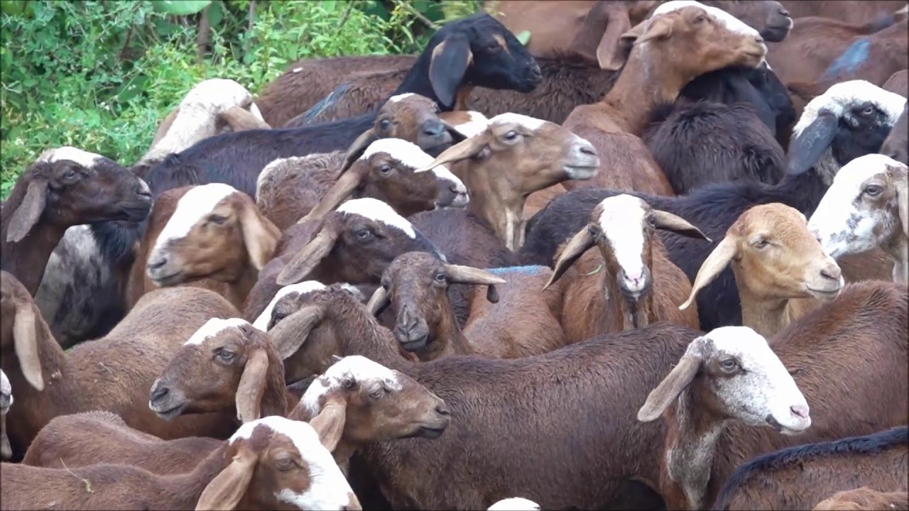 Rayappa Kasi, Kotala Sheep, Nandyal, Kurnool, Andhra Pradesh, Dec 2 ...