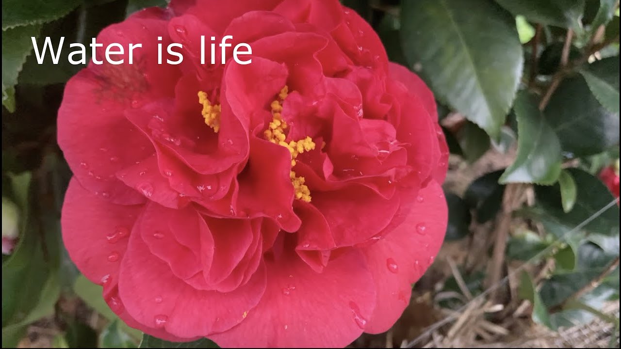 spring rain brings new life to a small farm - YouTube