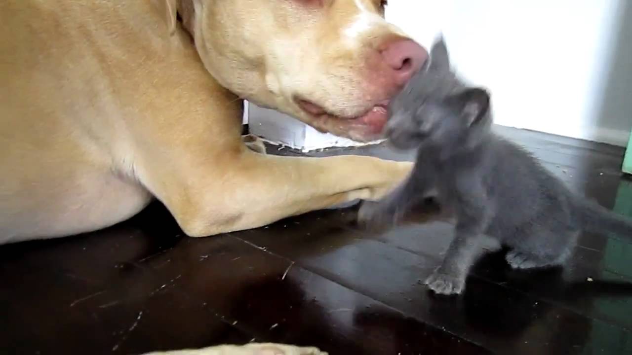 Pit Bull Grooming Kitten / Pit Kitty Love - YouTube