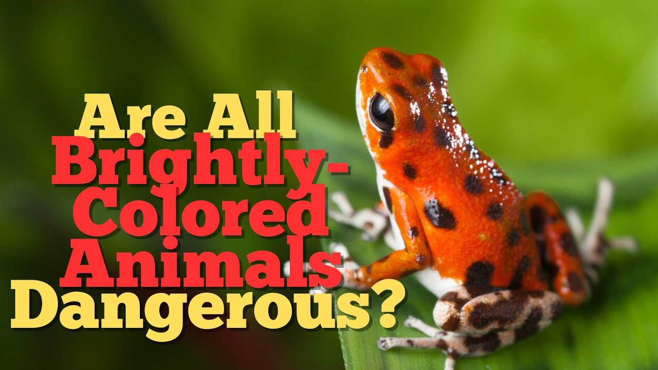 Why Should You Be Wary of Brightly-Colored Animals in the Wild? - YouTube