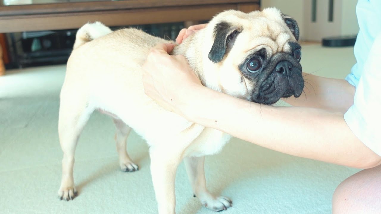 背中の皮膚がボロボロになっちゃいました…。The skin on my pug's back was falling apart....【パグ ...