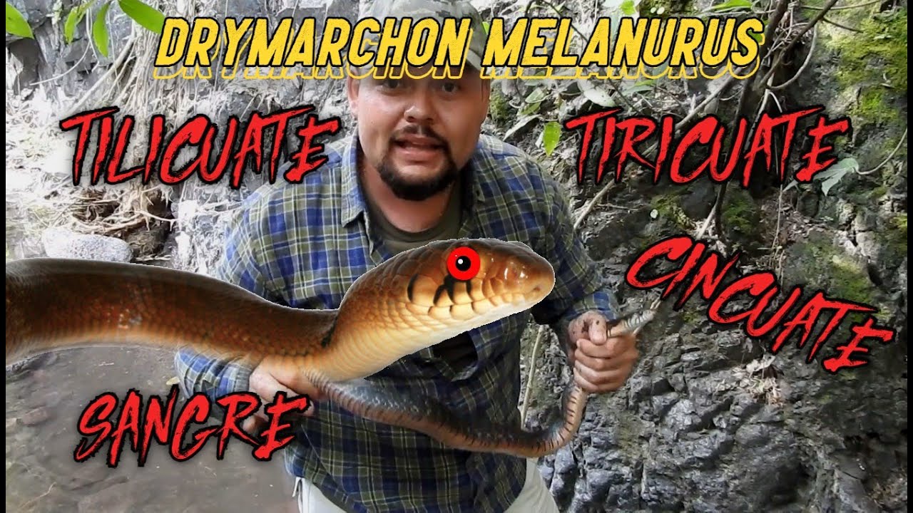 Tilicuate ,Tiricuate , Tilcuate, cincuate, (Drymarchon melanurus ...