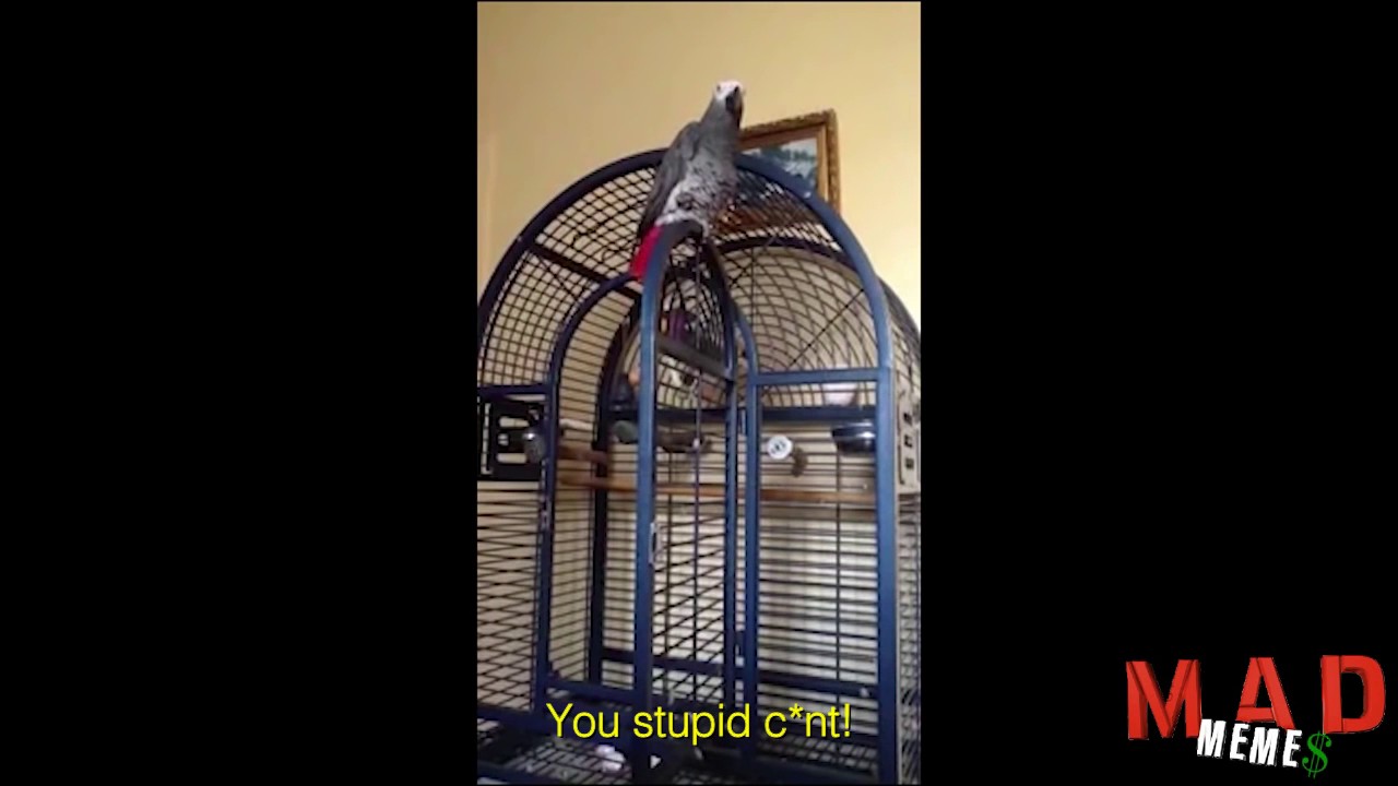 Cursing swearing parrots and cockatoos compilation - YouTube