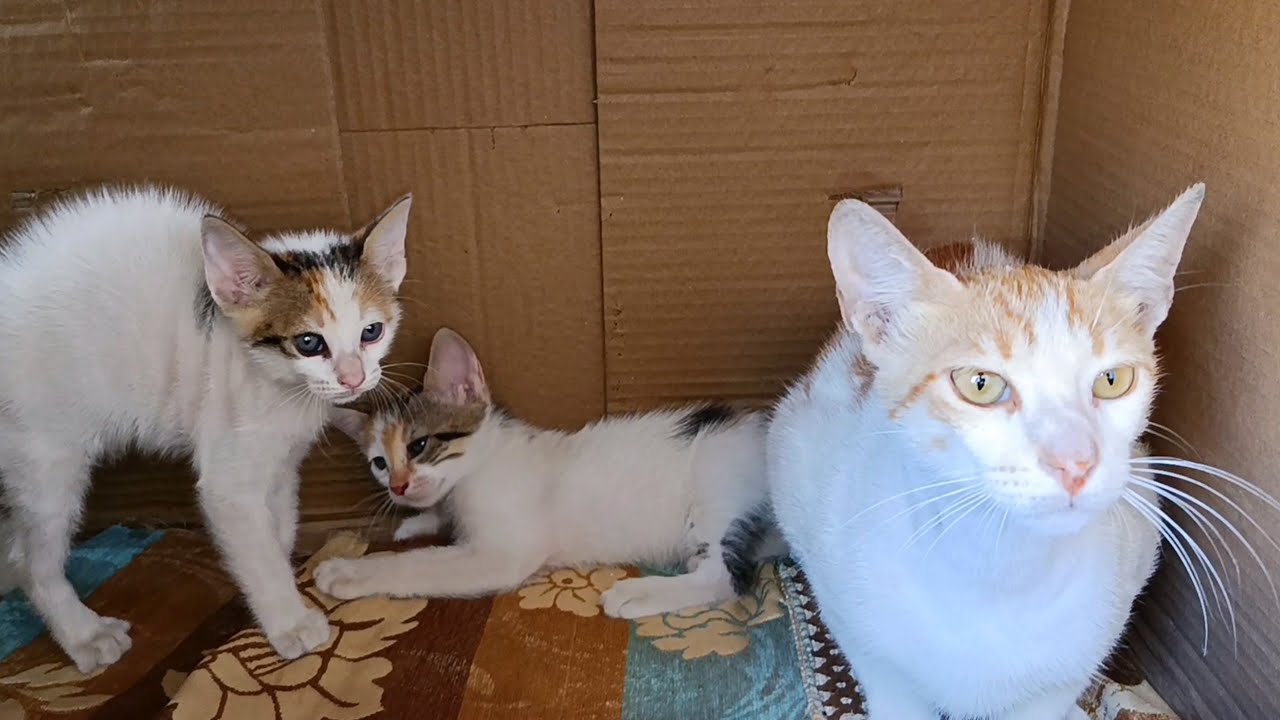 Mother cat brings her twin kittens out of box after they have been able ...