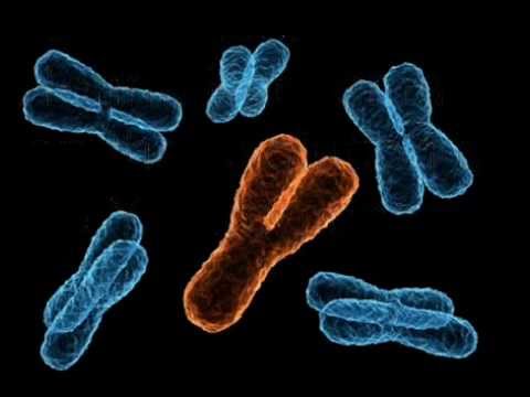 The evolution of the Y chromosome - YouTube