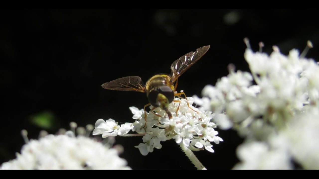 Weird Flies - Photo compilation - YouTube