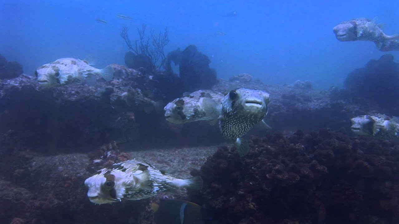 Porcupine Pufferfish school - YouTube