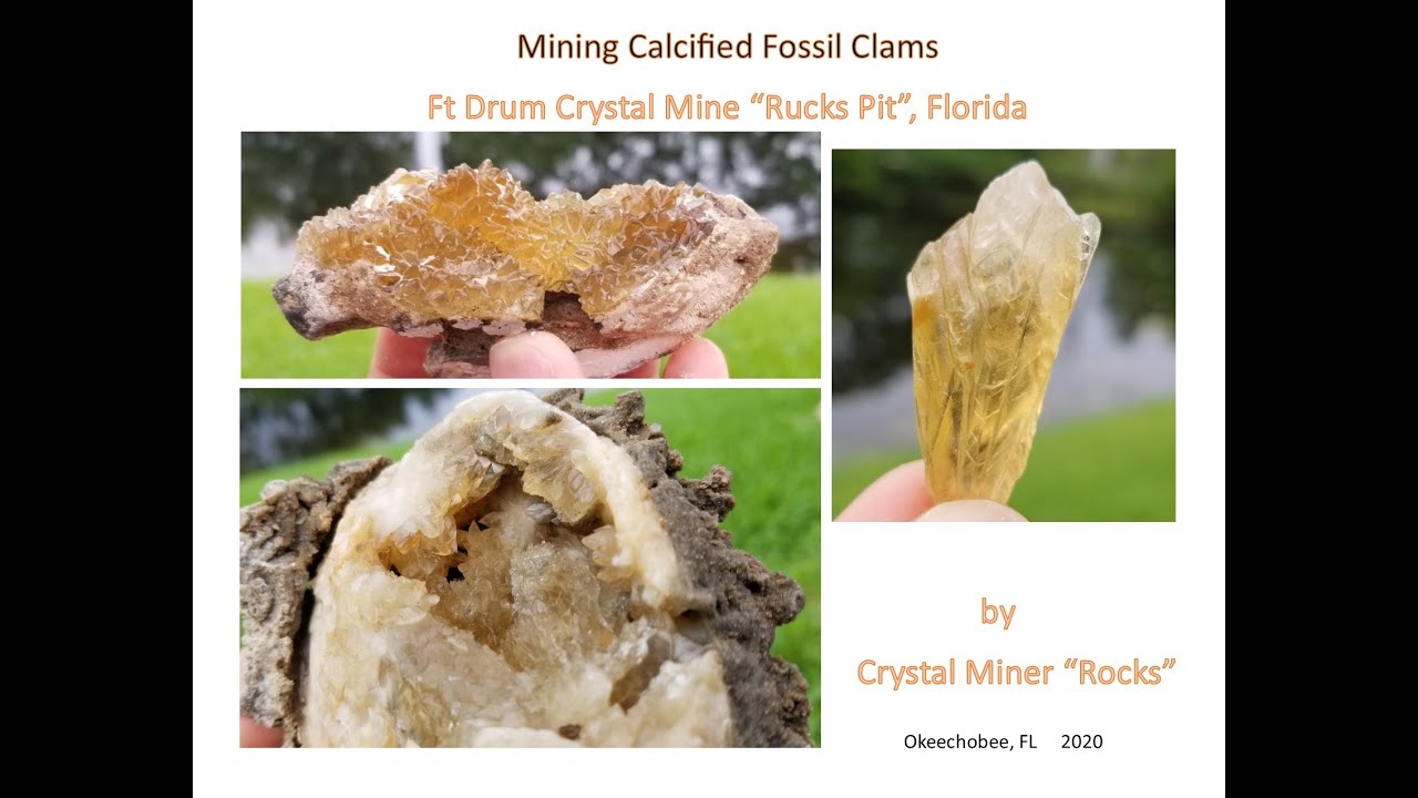 Mining out 2 Million year old fossil clams out at Fort Drum Crystal ...