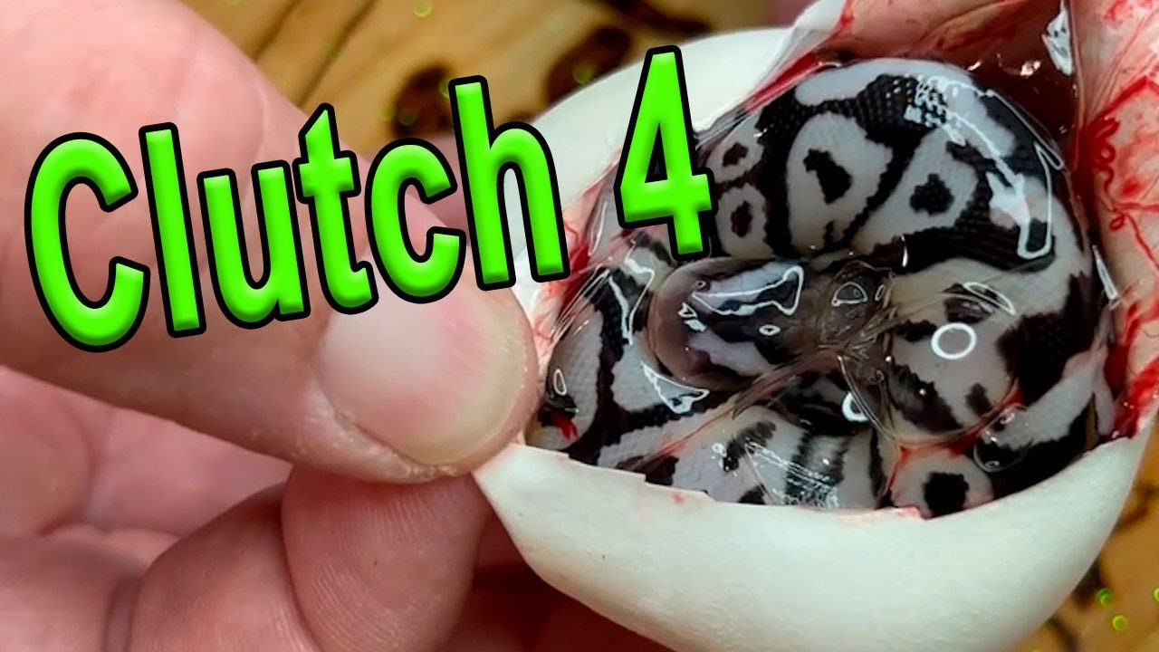 Clutch 4 Egg Cutting (Ball Python) - YouTube