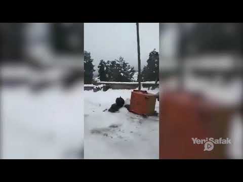 Karslı teyzenin ayıyla sohbeti kırdı geçirdi