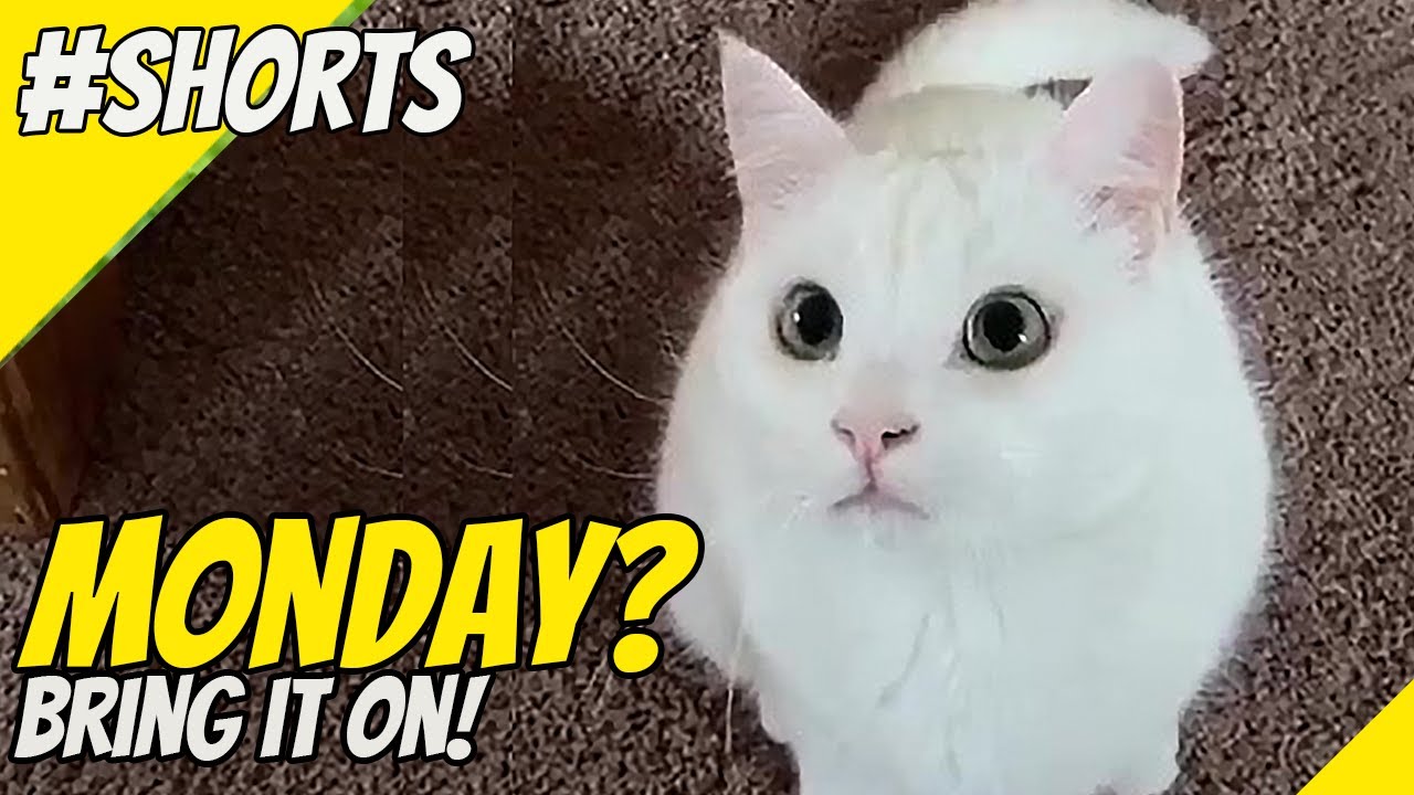 Cat Dance meme TikTok #Shorts - YouTube