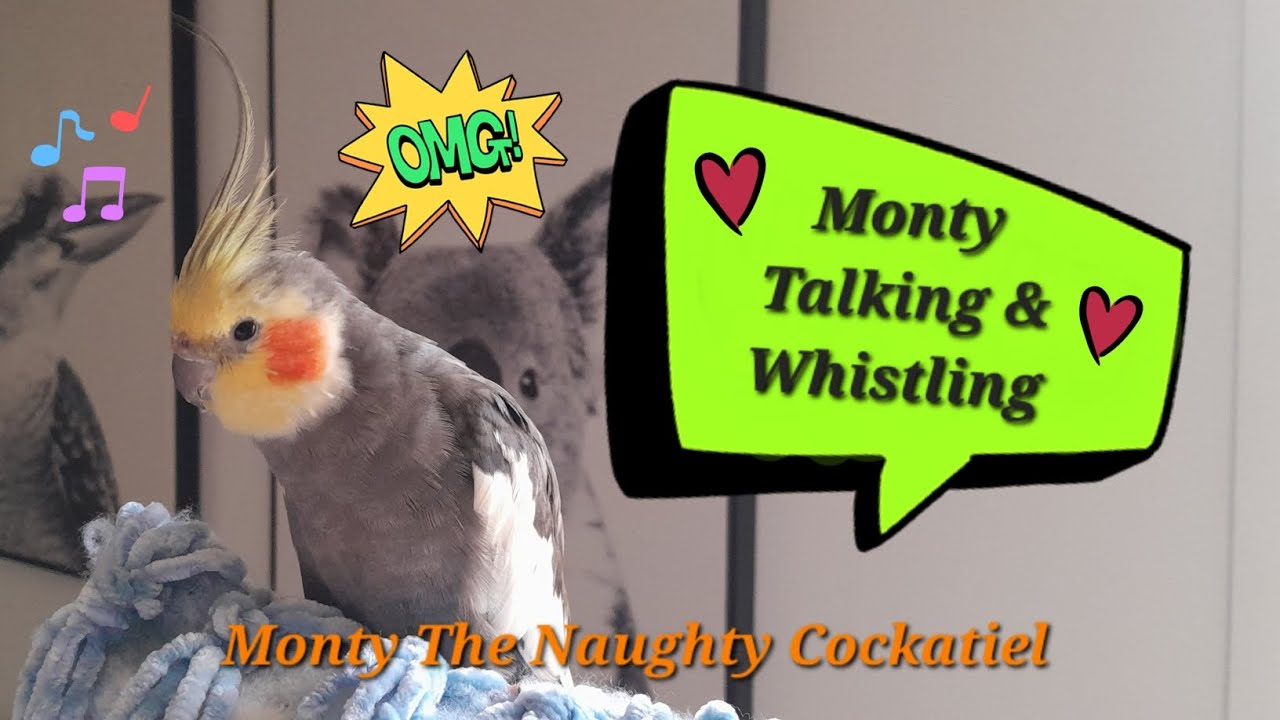 Monty The Naughty Cockatiel talking and whistling. bird talking. bird ...