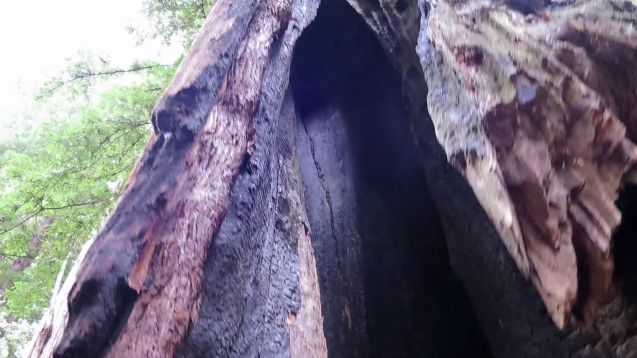 Big Basin Redwoods State Park - The Chimney Tree - - YouTube