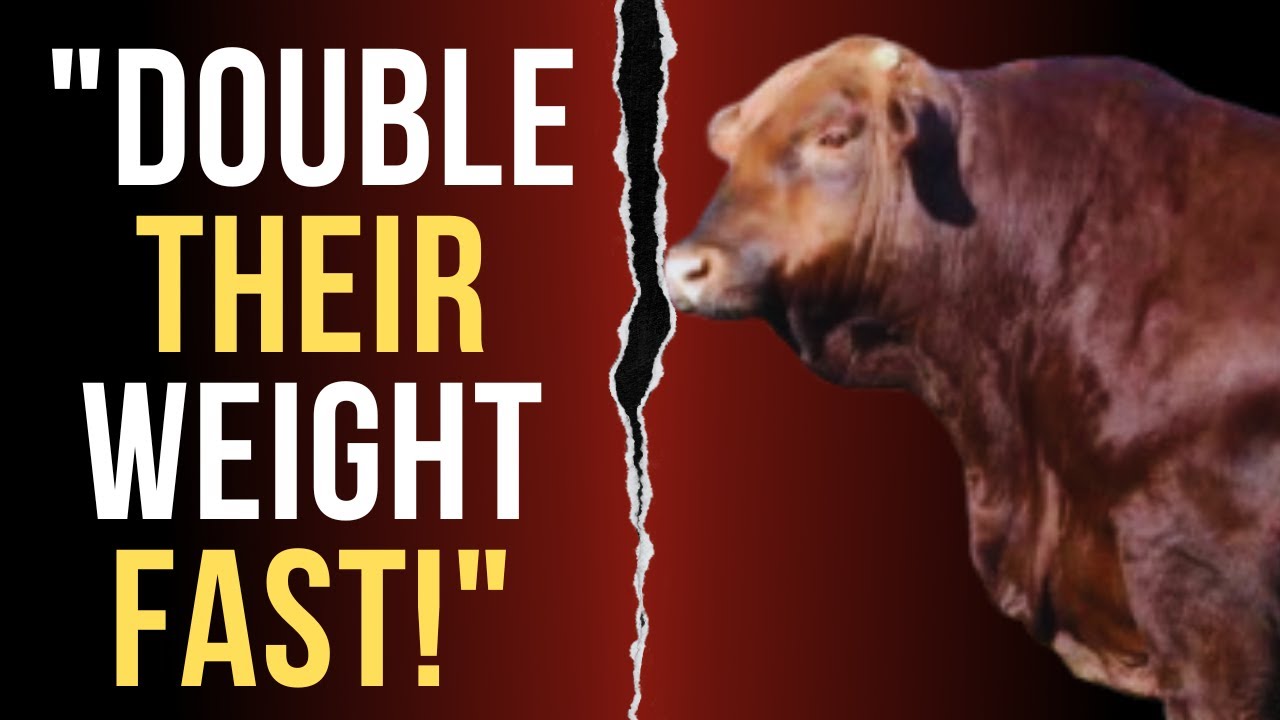 "How to Fatten Cattle Faster: Proven Strategies for Record Weight Gain ...