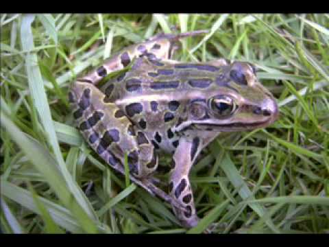 Northern Leopard frog calls.wmv - YouTube
