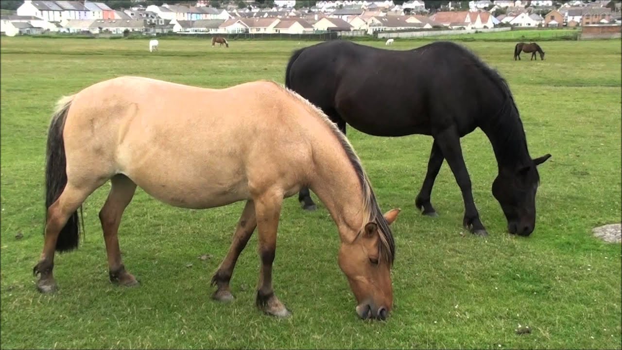 Horses at Northern Burrows, North Devon, UK. June 2012 - YouTube